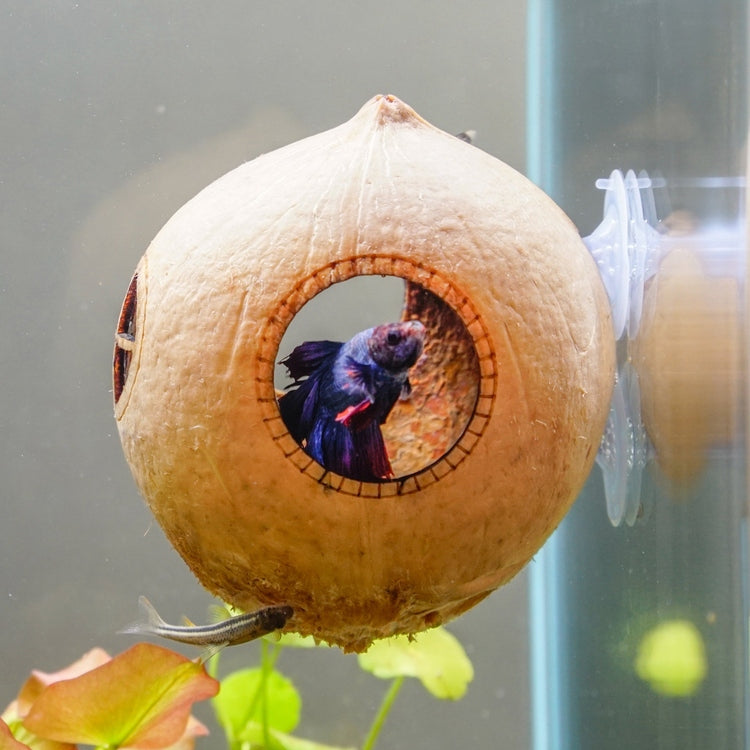 Aquarium Cave Coconut Shell With Suction Cup Mounted On The Wall Of The ...