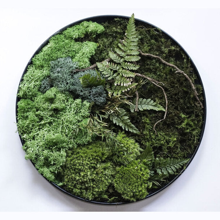 Dova Art Round Moss Wall Art, Circle Moss Art, Wall Moss Decor For Liv