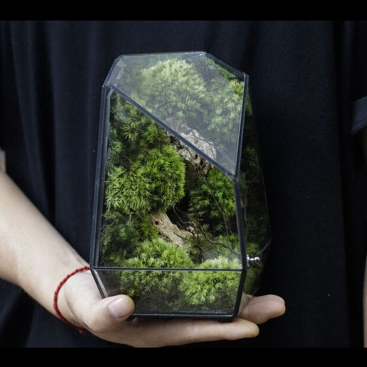 Live Moss Terrarium For Plant Lover, Preserved Moss Art, Mossarium Des ...